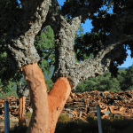 Portugal Cork Farm Tours | Portugal Farm Experiences