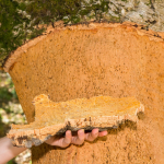 Portugal Cork Farm Tours | Portugal Farm Experiences