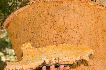 Portugal Cork Farm Tours | Portugal Farm Experiences