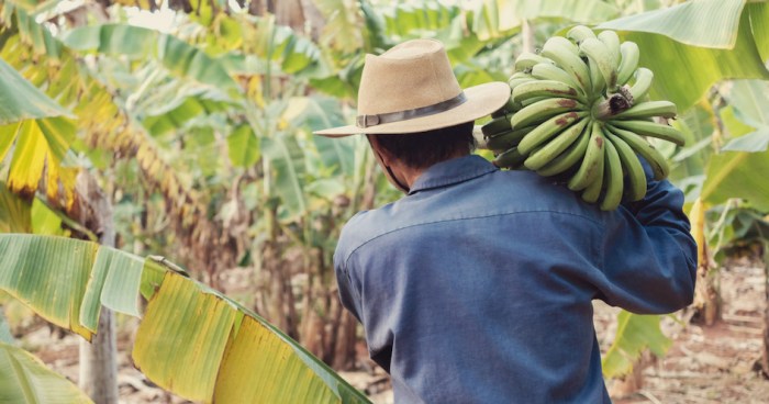 Madeira Farm Tours & Excursions | Portugal Farm Experiences