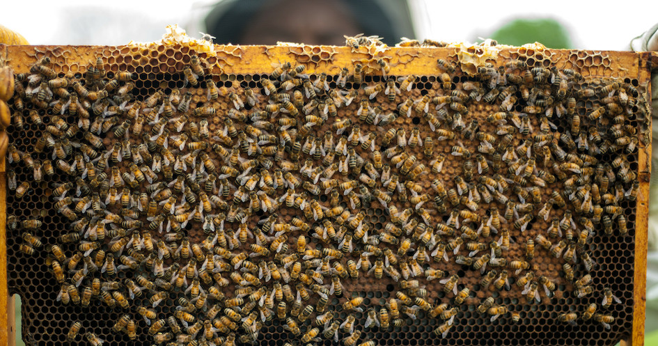 Best Bee Tours in Évora | Portugal Farm Experiences