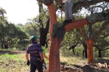 Portugal Cork Farm Tours | Portugal Farm Experiences