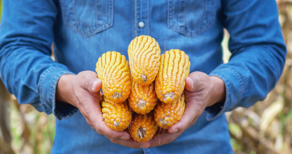 Corn Picking Tour in Penafiel | Portugal Farm Experiences
