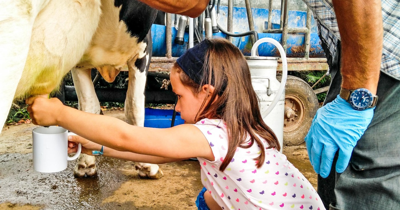 Azores Tour Dairy Farm Experience | Portugal Farm Experiences