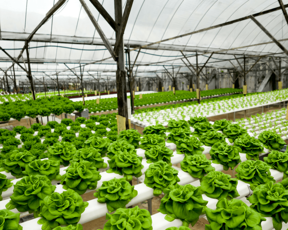 Greenhouse Hydroponic Farming Hydroponics Farming India GROZINE