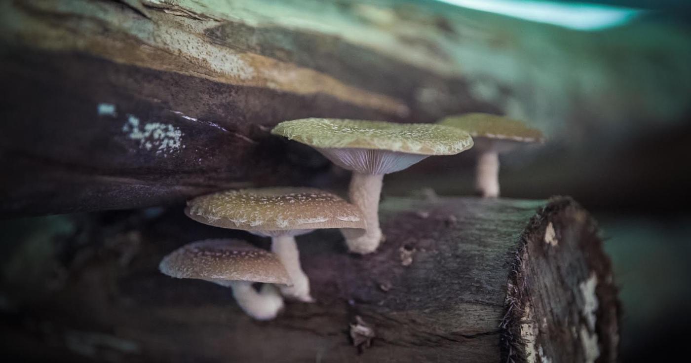 Shiitake Mushroom Farm Tours | Portugal Farm Experiences
