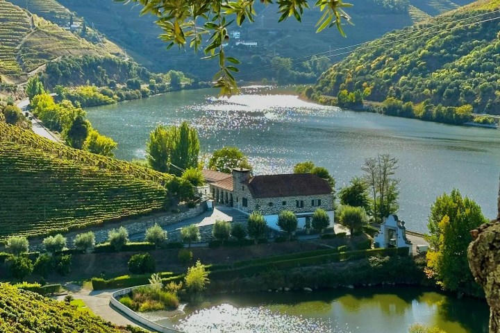 Douro Valley White Wine Tasting in Armamar | Portugal Farm Experiences