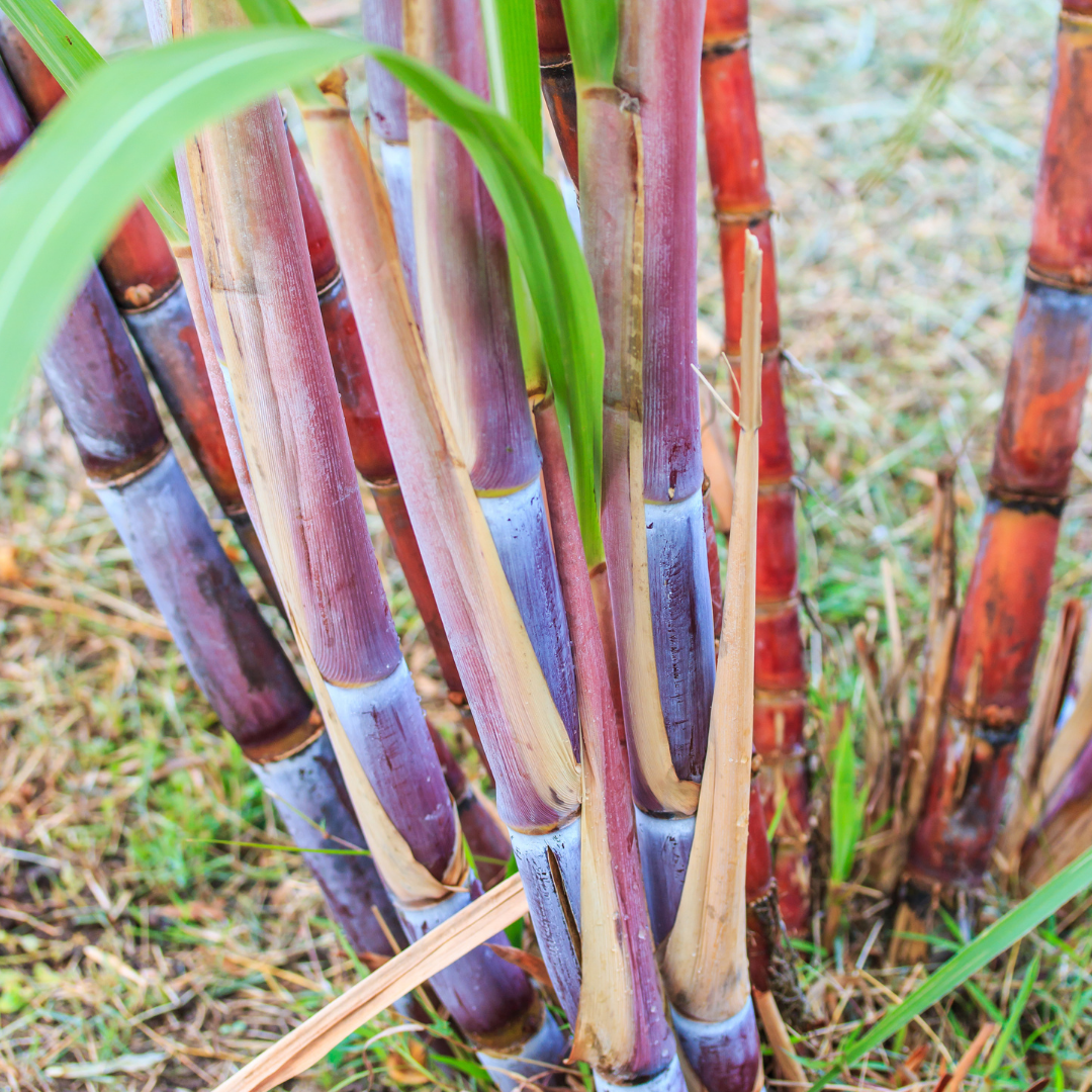 Best Madeira Farm Tours | Portugal Farm Experiences