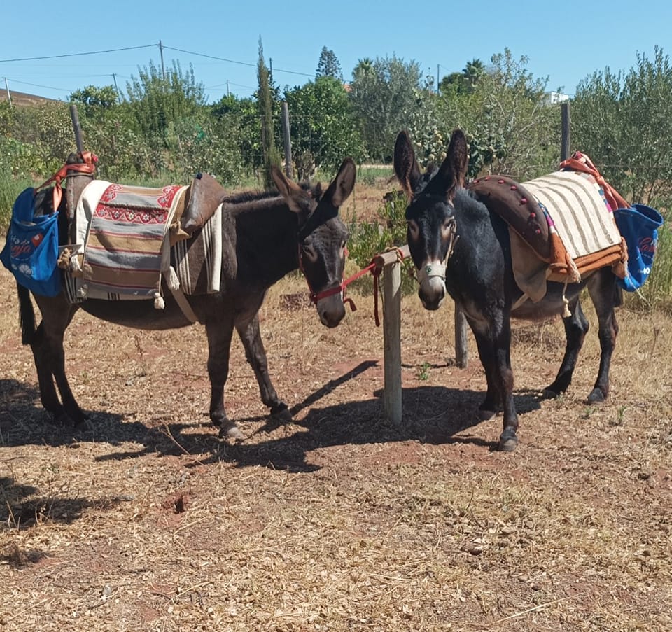 Donkey Farm Tour in Algarve | Portugal Farm Experiences