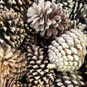 Algarve Pine Nuts Farm Tour | Portugal Farm Experiences