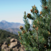 Algarve Pine Nuts Farm Tour | Portugal Farm Experiences