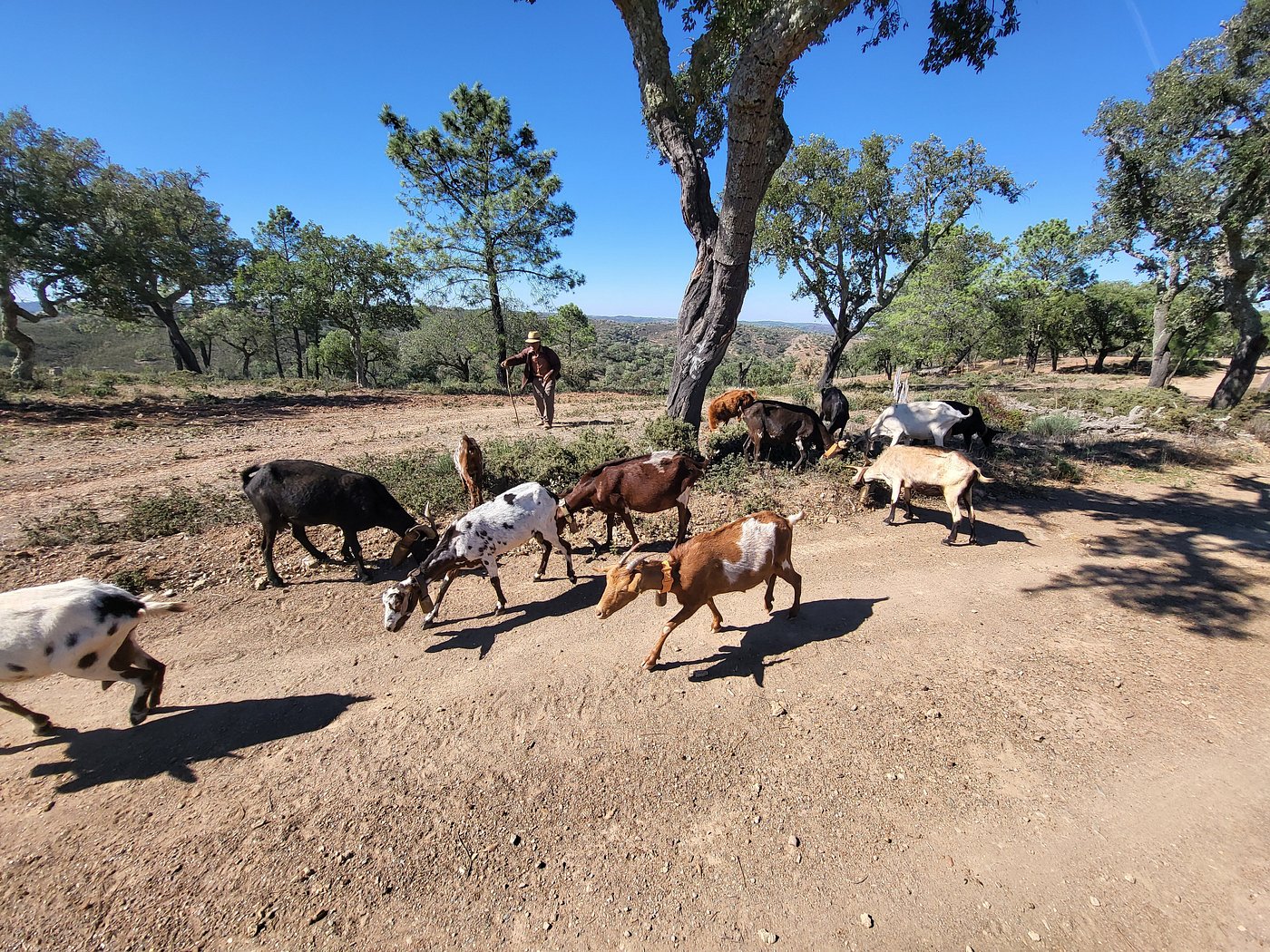 Algarve Goat Farm Tour | Portugal Farm Experiences