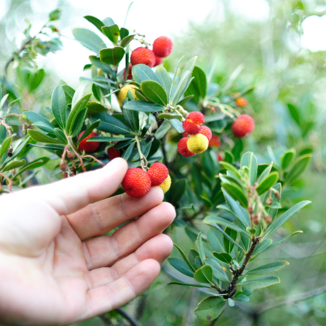 Medronho Farm Tour | Portugal Farm Experiences