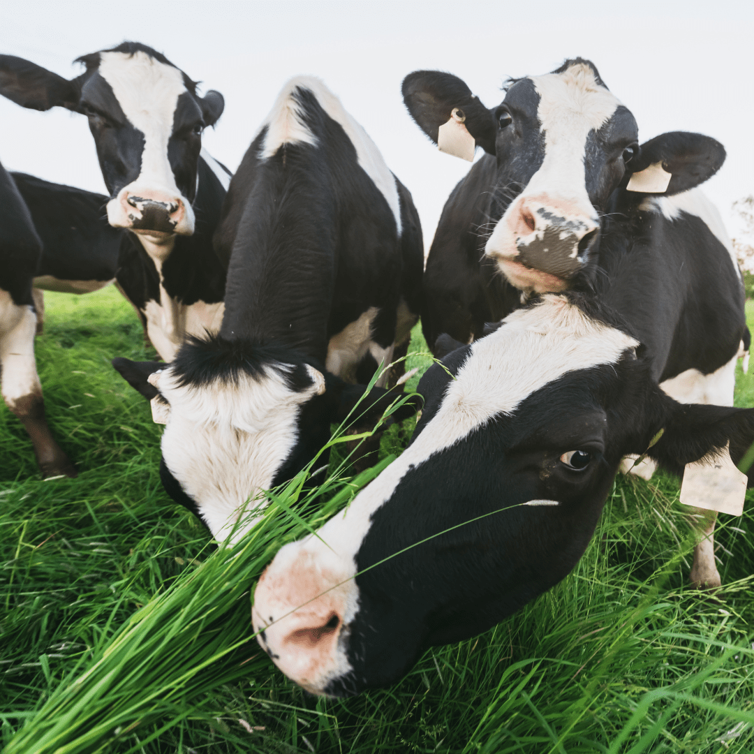Pico Island Dairy Farm Tour | Portugal Farm Experiences