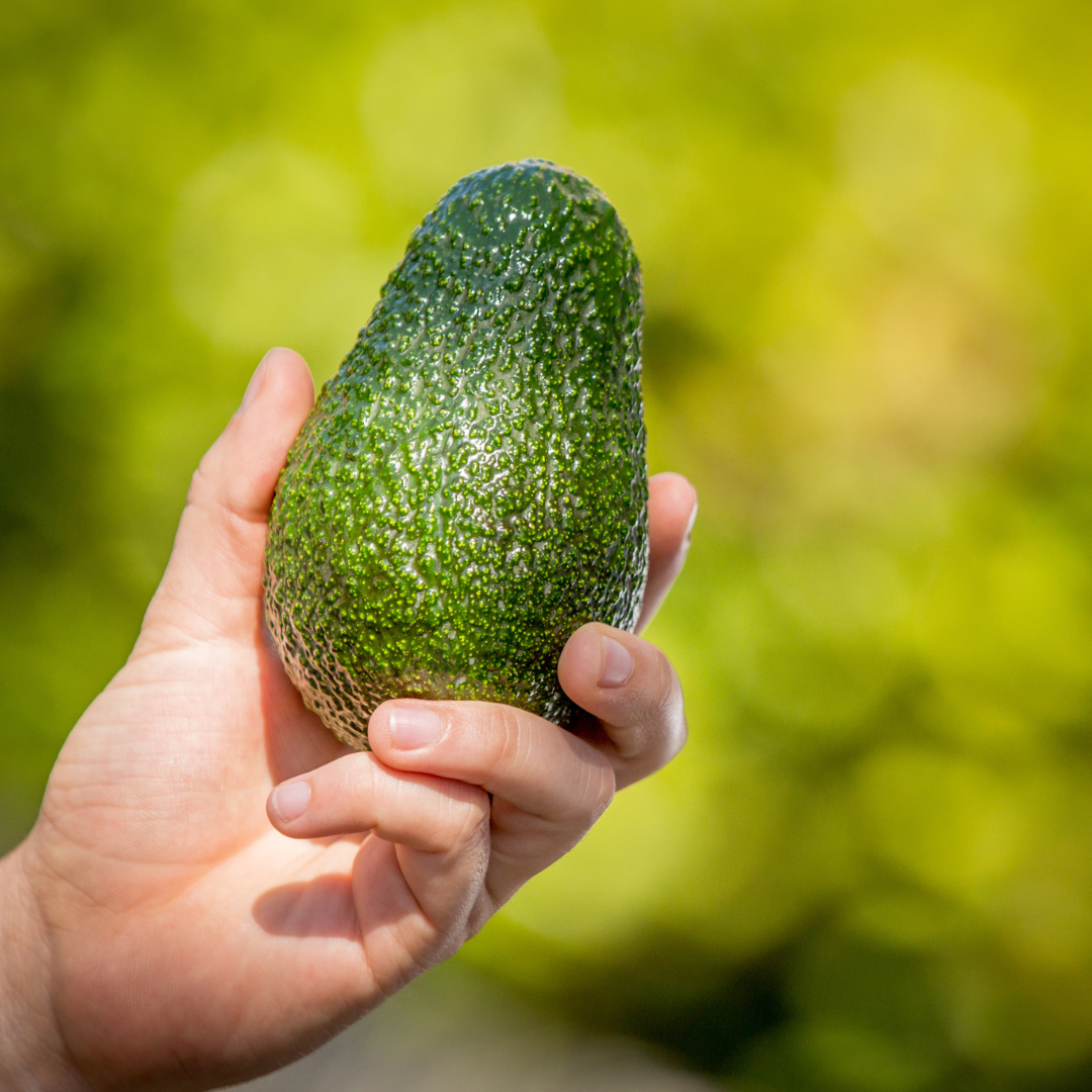 Madeira Avocado Farm Tour | Portugal Farm Experiences