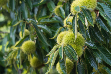 Chestnut Farm Experience I Madeira Farm Experiences