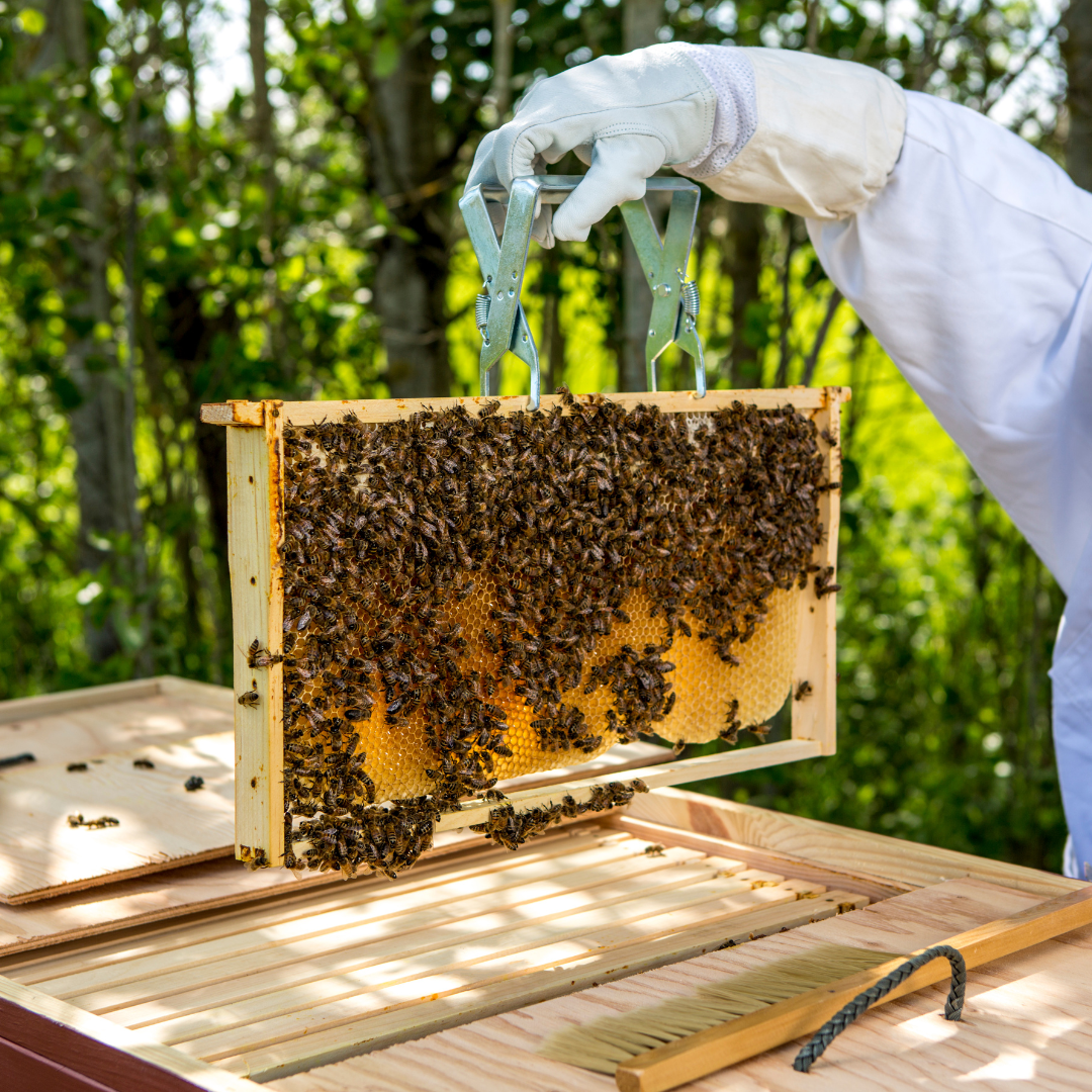 Azores Honey Tour | Portugal Farm Experiences