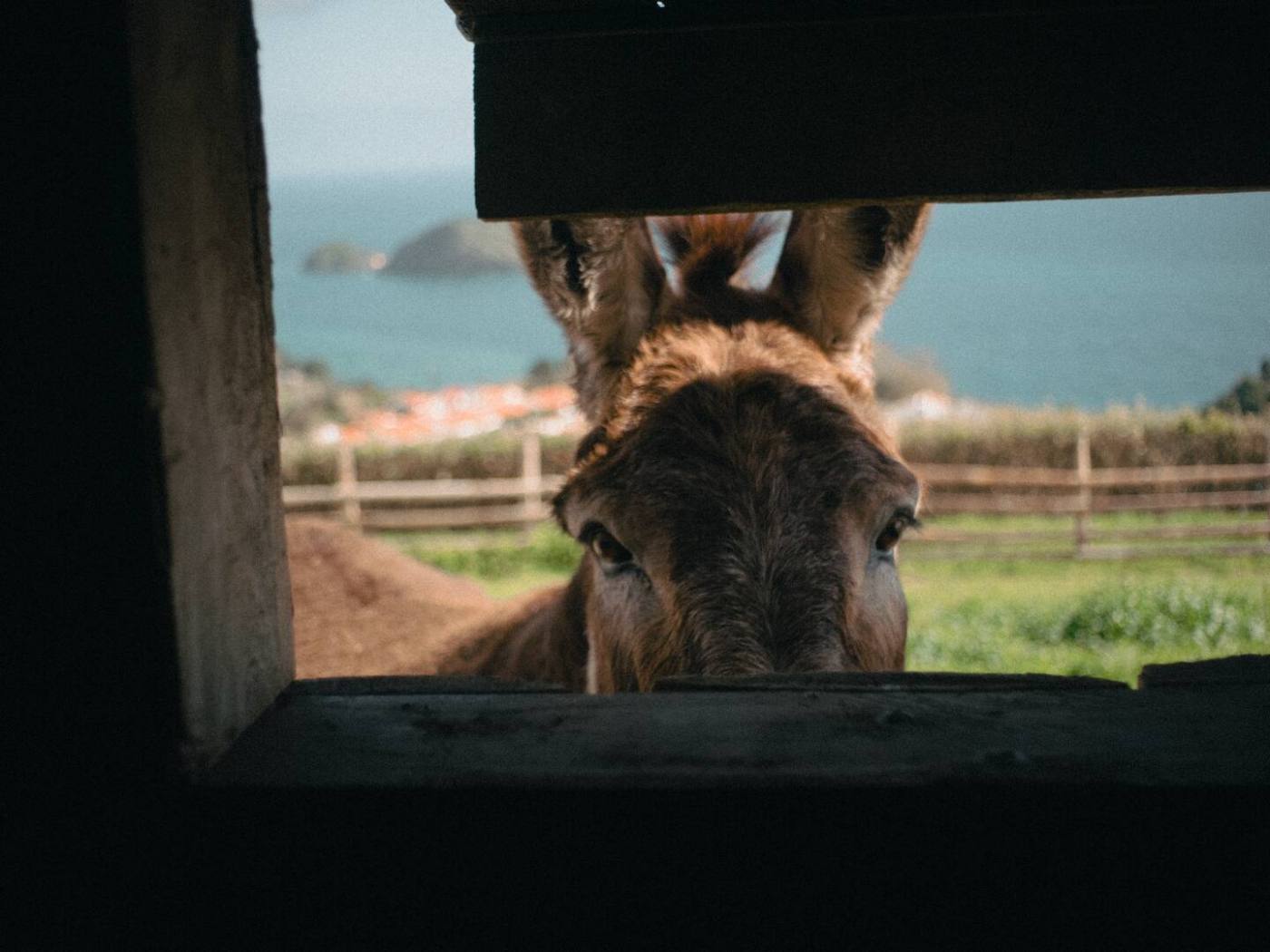 Donkeys Tour Azores | Portugal Farm Experiences