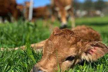 Barrosã Breed Tour | Portugal Farm Experiences