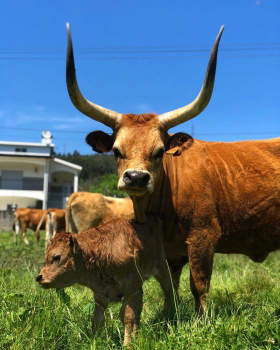 Barrosã Breed Tour | Portugal Farm Experiences