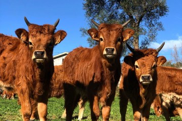 Barrosã Breed Tour | Portugal Farm Experiences
