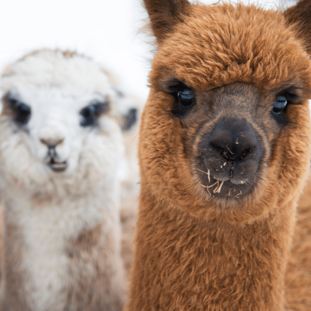 Alpaca Farm Tour | Portugal Farm Experiences