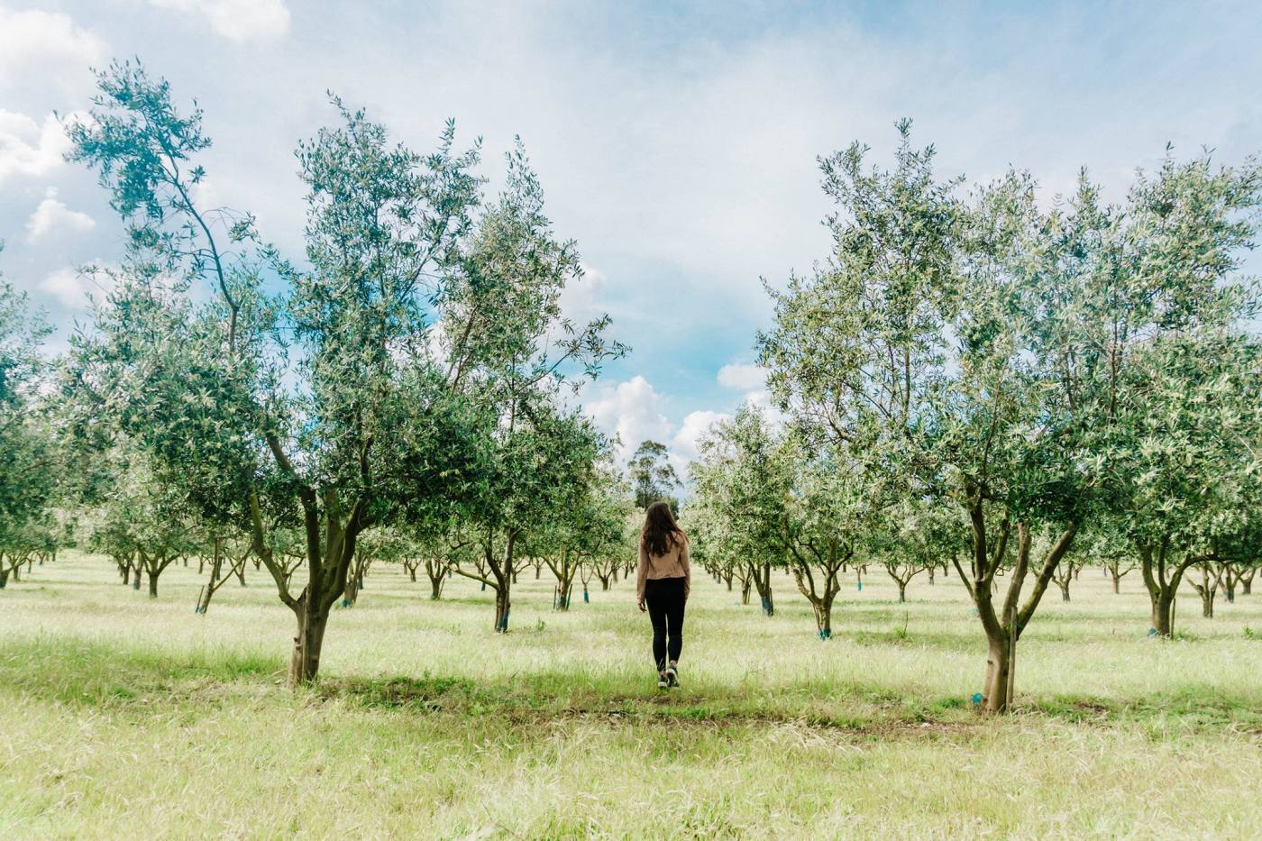 Olive Grove & Olive Oil Press Tour in Batalha | Tasting