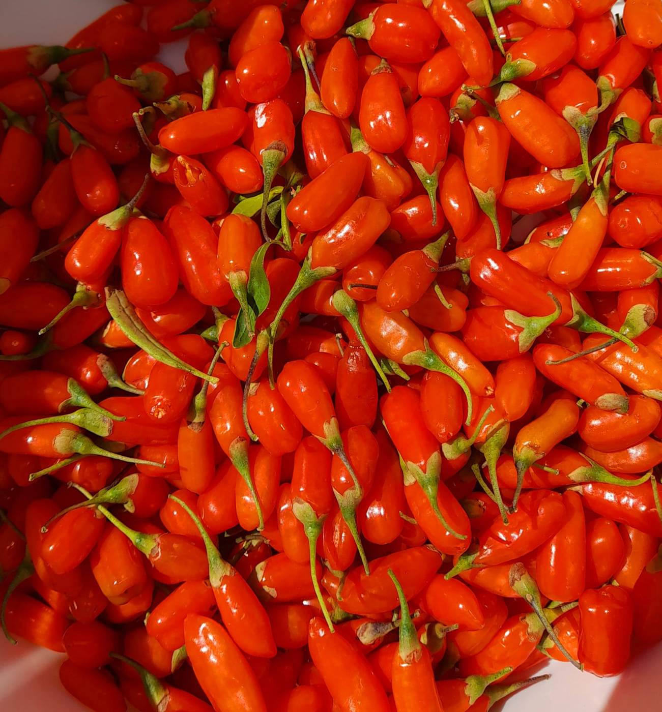 Best Goji Farm Tours in Algarve | Portugal Farm Experiences