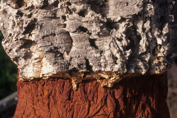 Cork Farm Tours | Portugal Farm Experiences