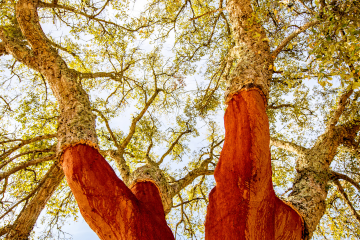 Cork Farm Tours | Portugal Farm Experiences