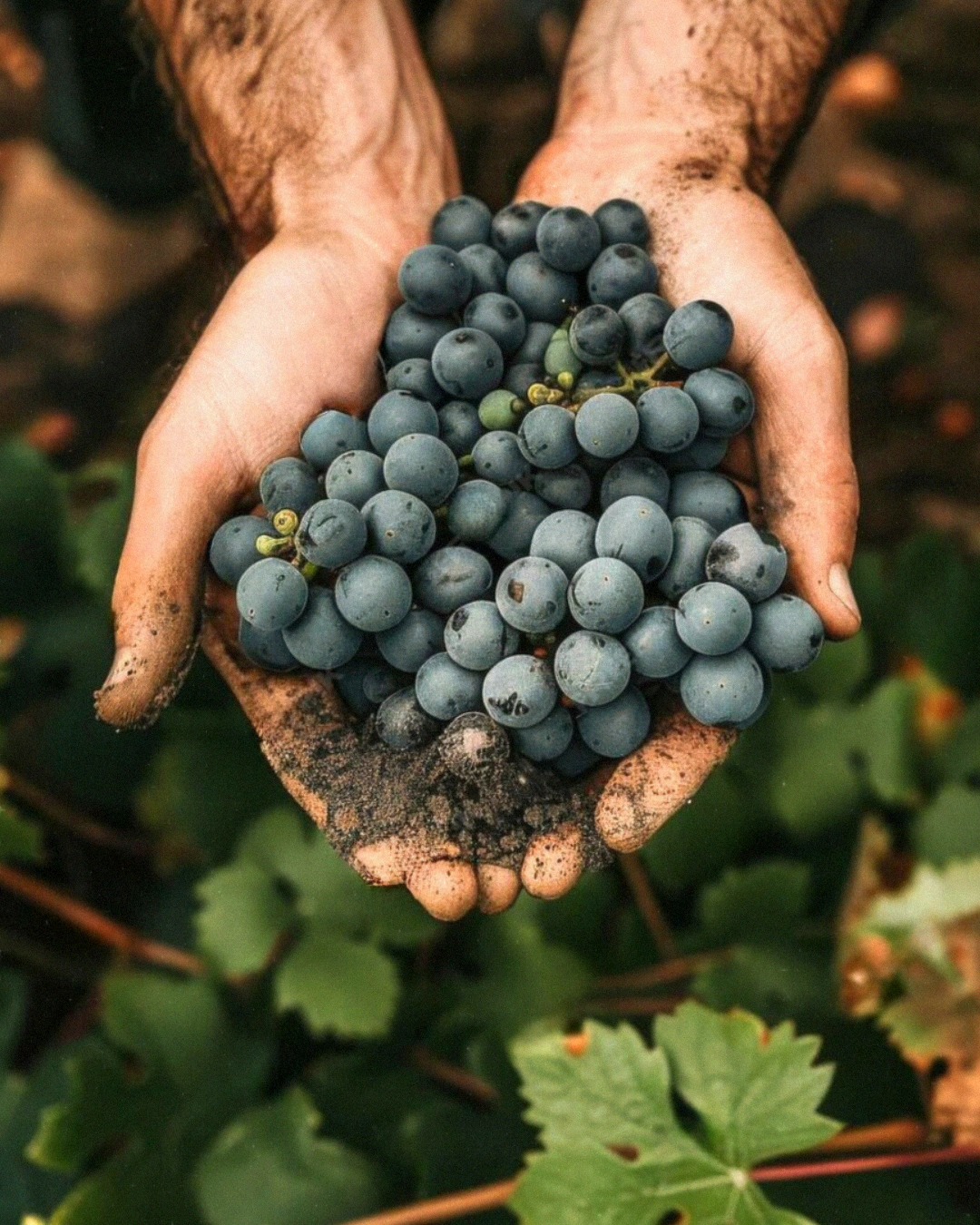 Alenquer Grape Harvest Experience & Wine Tasting