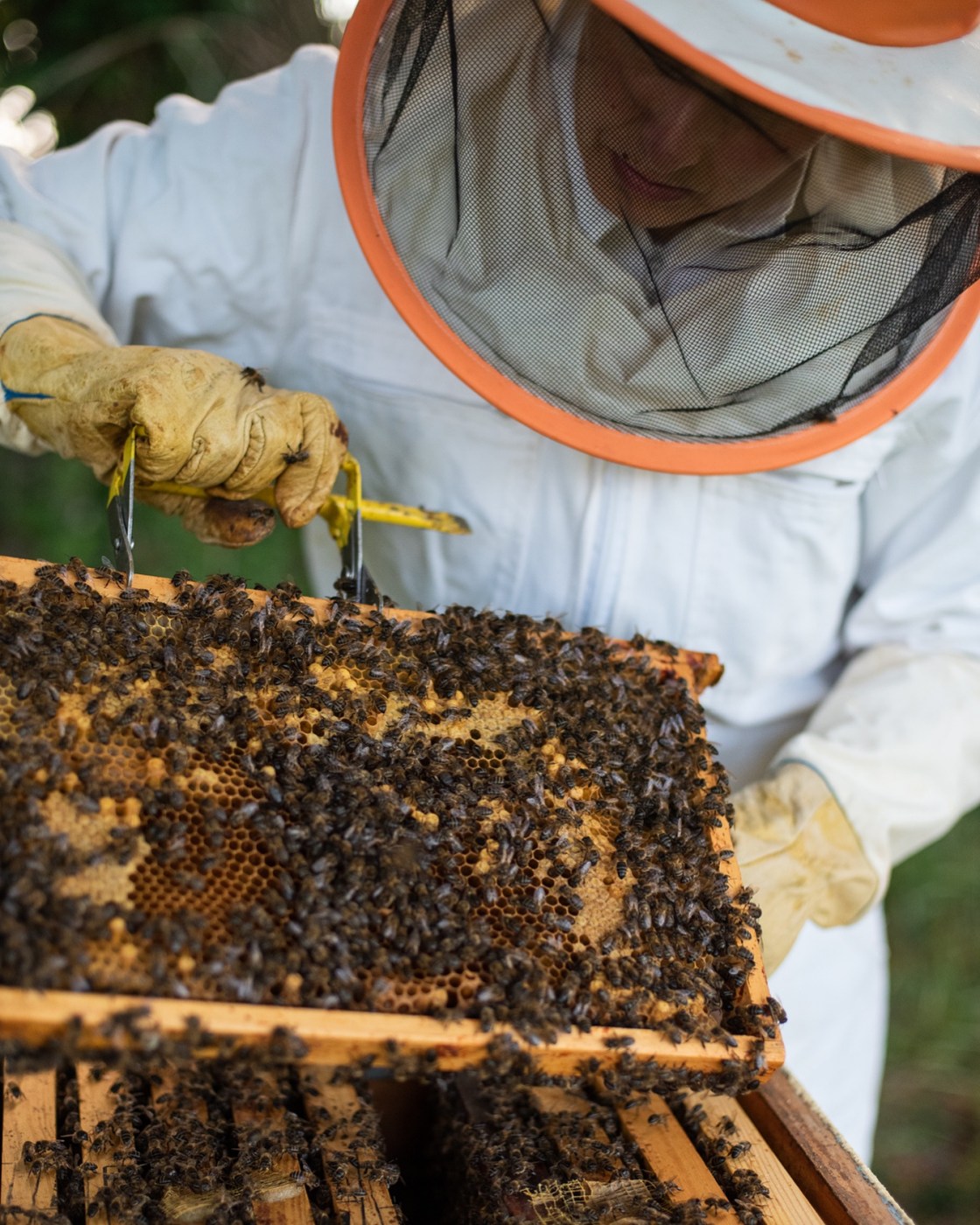 Évora Beekeeping Experience | Portugal Farm Experiences