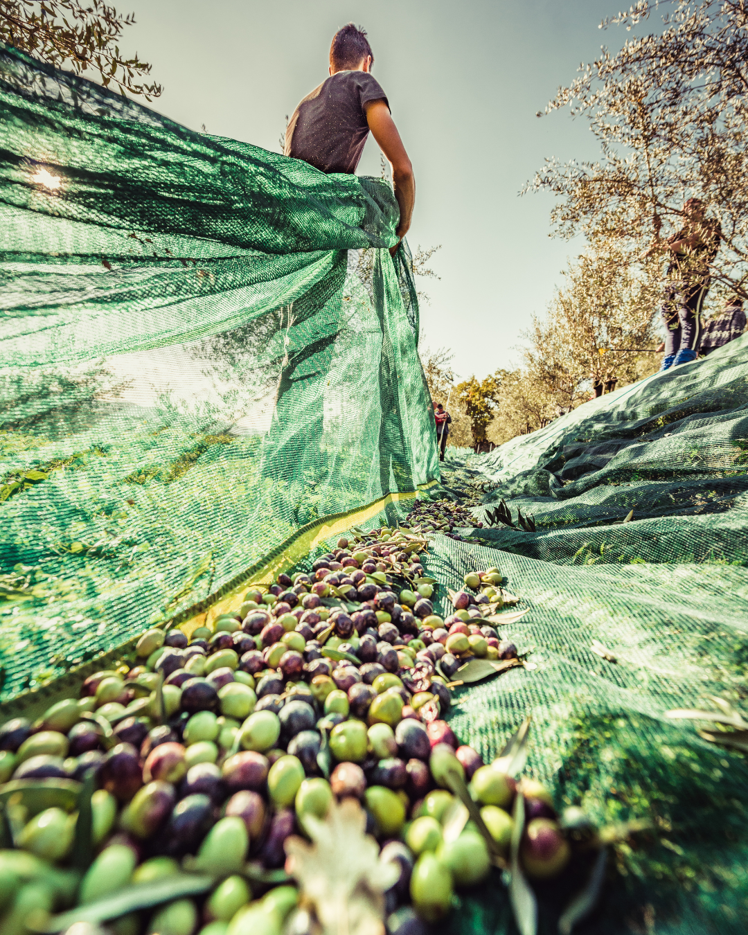 Traditional Olive Picking & Tasting | Portugal Farm Experiences